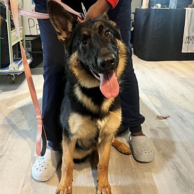 Waldorf, MD - German Shepherd Dog. Meet Mia a Pet for Adoption ...