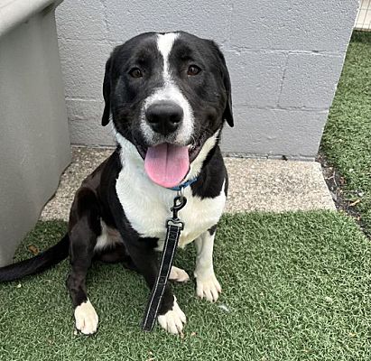 Whitehall, PA - Labrador Retriever/Border Collie. Meet Stewie a Pet for ...