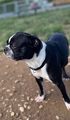 East Greenwich, RI - Boston Terrier/Pug. Meet Sweetie a Pet for ...