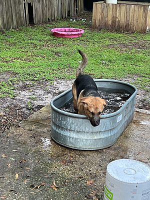 Citra, FL - German Shepherd Dog. Meet Shephard pup a Pet for Adoption ...