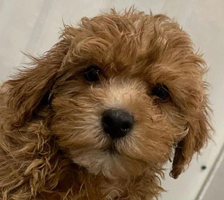 Yorkville, IL - Havanese/Poodle (Miniature). Meet Hadley a Pet for ...