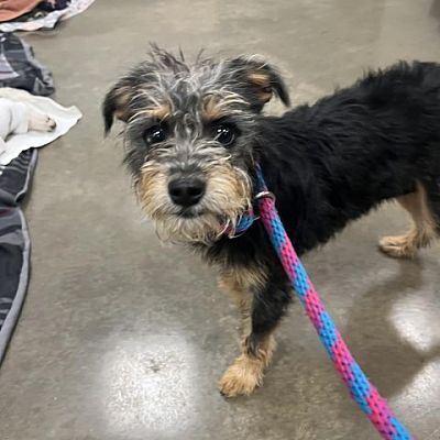 Tulsa, OK - Yorkie, Yorkshire Terrier/Mixed Breed (Small). Meet Lincoln ...