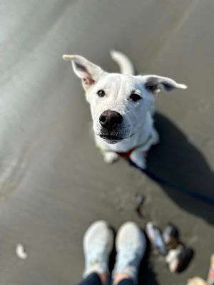 Aberdeen, WA - Great Pyrenees/Labrador Retriever. Meet Fritz a Pet for ...