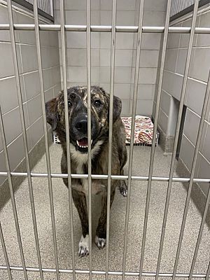 Virginia Beach, VA - Shepherd (Unknown Type). Meet 2408-1078 Remy a Pet ...