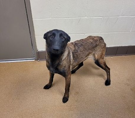 Apple Valley, CA - Belgian Malinois. Meet Anna a Pet for Adoption ...