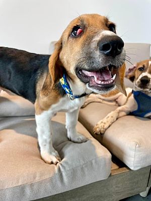 Oklahoma City, OK - Basset Hound. Meet Viola a Pet for Adoption ...