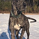 Great Dane Puppies - Great Dane Rescue and Adoption Near You