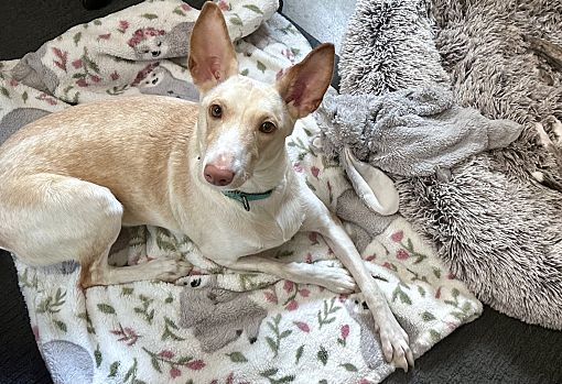 Swanzey, NH - Podengo Portugueso. Meet Peach a Pet for Adoption ...