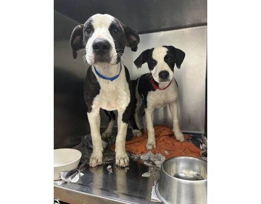 Baton Rouge, LA - American Pit Bull Terrier. Meet Lizard a Pet for ...