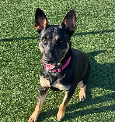 Columbia, IL - German Shepherd Dog/Cattle Dog. Meet Journey a Pet for ...