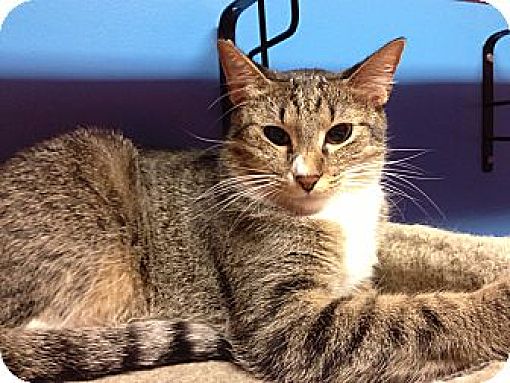 Topeka, KS - Domestic Shorthair. Meet Moirne a Pet for Adoption ...