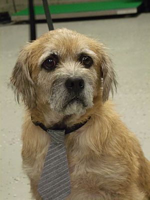 Somerset, KY - Brussels Griffon/Cocker Spaniel. Meet Clinton a Pet for ...