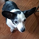 Corgi Puppies - Corgi Rescue and Adoption Near You