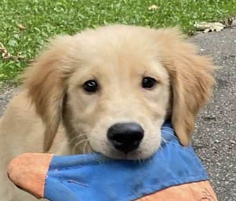 Mishawaka, IN - Golden Retriever. Meet Up All Knight a Pet for Adoption ...