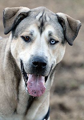 Fort Leavenworth, KS - Husky/Anatolian Shepherd. Meet Oden a Pet for ...