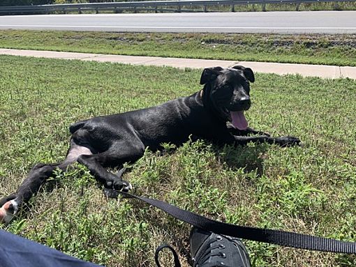 Barrie, ON - Cane Corso/Labrador Retriever. Meet Molly a Pet for ...