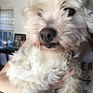 Maltere Puppies - Maltese Rescue and Adoption Near You