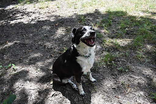 Westerly, RI - Border Collie/Australian Shepherd. Meet Zoey a Pet for ...