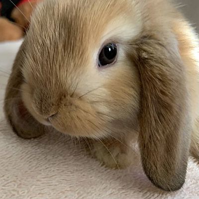 Los Angeles, CA - Lop, Holland. Meet Han Solo a Pet for Adoption ...