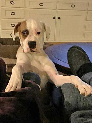 Davis, CA - Boxer. Meet Alka a Pet for Adoption - AdoptaPet.com