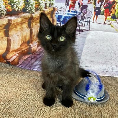Rifle, CO - Domestic Mediumhair. Meet Anais (23-3B-1) a Pet for ...