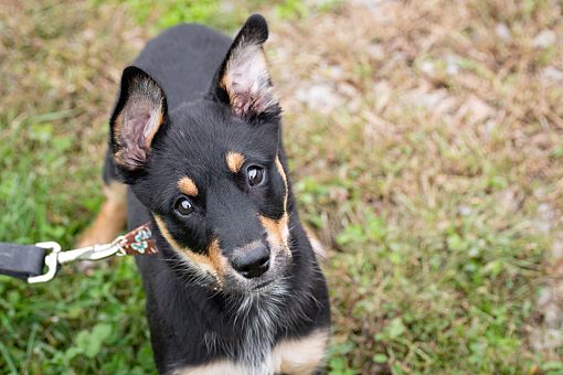 Indiana, PA - Miniature Pinscher/Shepherd (Unknown Type). Meet Bella a ...