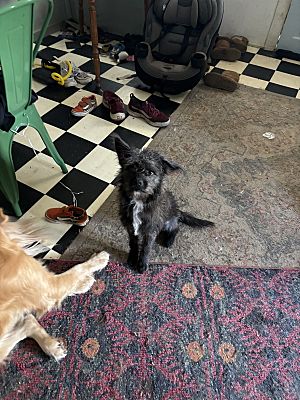 Winston Salem, NC - Boston Terrier/Poodle (Miniature). Meet Chase a Pet ...