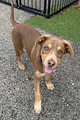 West Milwaukee, WI - Labrador Retriever/Husky. Meet Stout $475 a Pet ...