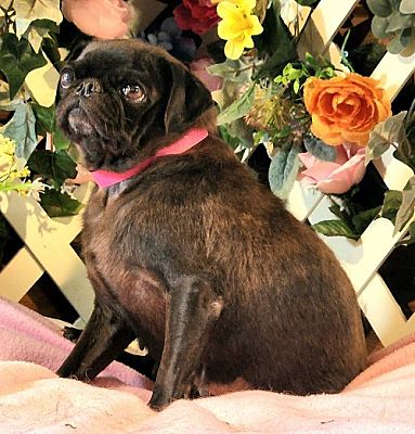 Pueblo, CO - Pug. Meet Madison a Pet for Adoption - AdoptaPet.com