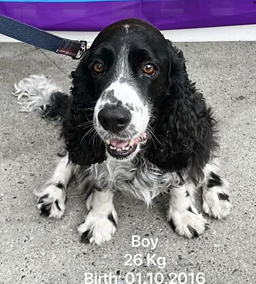 West Hollywood, CA - English Springer Spaniel. Meet Pipi a Pet for ...