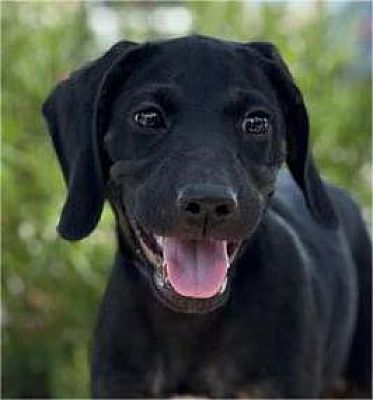 Portland, OR - Great Dane/Catahoula Leopard Dog. Meet Rori a Pet for ...