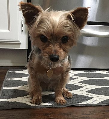 Frisco, TX - Yorkie, Yorkshire Terrier. Meet Yoshi a Pet for Adoption ...