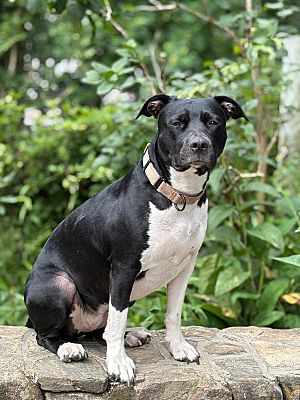 Warwick, RI - Labrador Retriever/American Pit Bull Terrier. Meet ...