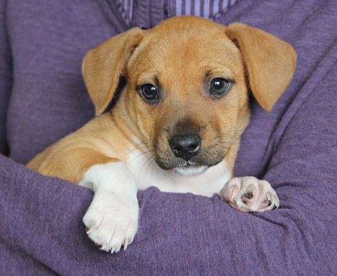 Harrison, NY - Labrador Retriever. Meet Trish a Pet for Adoption ...