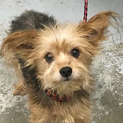 Lebanon, TN - Yorkie, Yorkshire Terrier. Meet Matty a Pet for Adoption ...