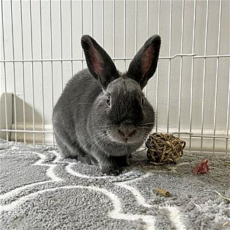 Adopt A Pet | PetSmart Charities