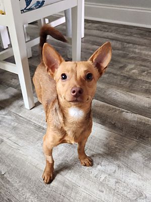 Jacksonville, FL - Chihuahua/Chiweenie. Meet Cole a Pet for Adoption ...