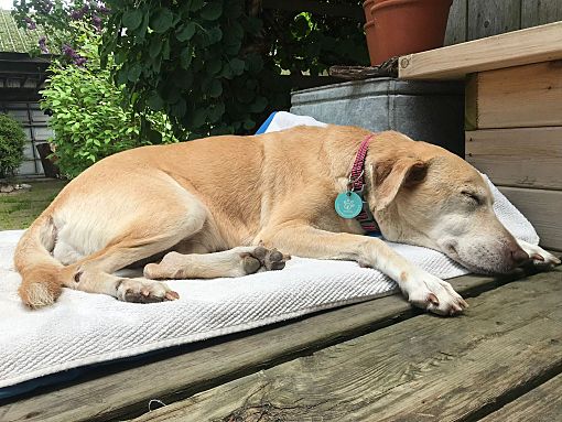 Toronto, ON - Labrador Retriever. Meet Guera a Pet for Adoption ...