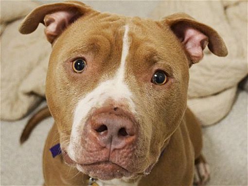 Denver, CO - Pit Bull Terrier. Meet HAMMY a Pet for Adoption ...