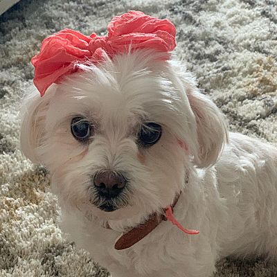 Orlando, FL - Maltese. Meet Sophia a Pet for Adoption - AdoptaPet.com