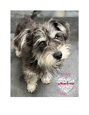 Inglewood, CA - Havanese/Schnauzer (Miniature). Meet Roxy a Pet for ...