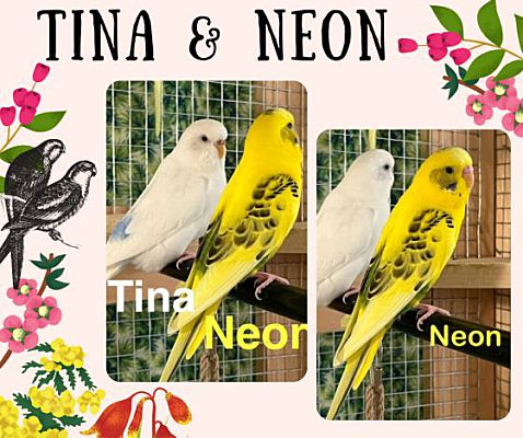 Manchester, CT - Parakeet - Other. Meet Neon and Tina a Pet for ...