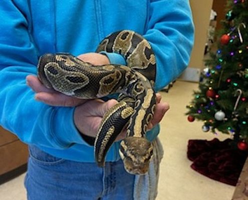 Monterey, CA - Snake. Meet Sunny a Pet for Adoption - AdoptaPet.com