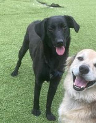 Palm Harbor, FL - Labrador Retriever. Meet Urgent - Chloe a Pet for ...