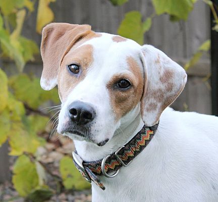 Wood Dale, IL - Pointer/English Setter. Meet Athena- Wisconsin a Pet ...