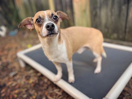 Navarre, FL - Chiweenie. Meet Crumble a Pet for Adoption - AdoptaPet.com