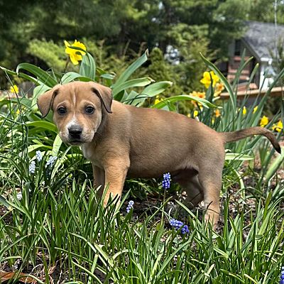 Lewis Center, OH - Labrador Retriever/German Shepherd Dog. Meet Sunny ...