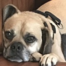 Pug Puppies - Pug Rescue and Adoption Near You