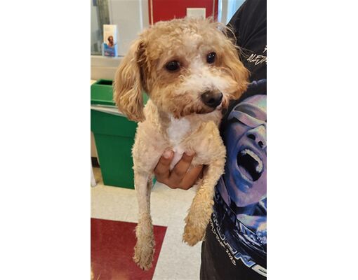 Plano, TX - Poodle (Toy or Tea Cup). Meet BUTTERS a Pet for Adoption ...