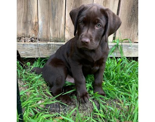 Riverside, CA - Labrador Retriever/Mixed Breed (Medium). Meet Wonka a ...